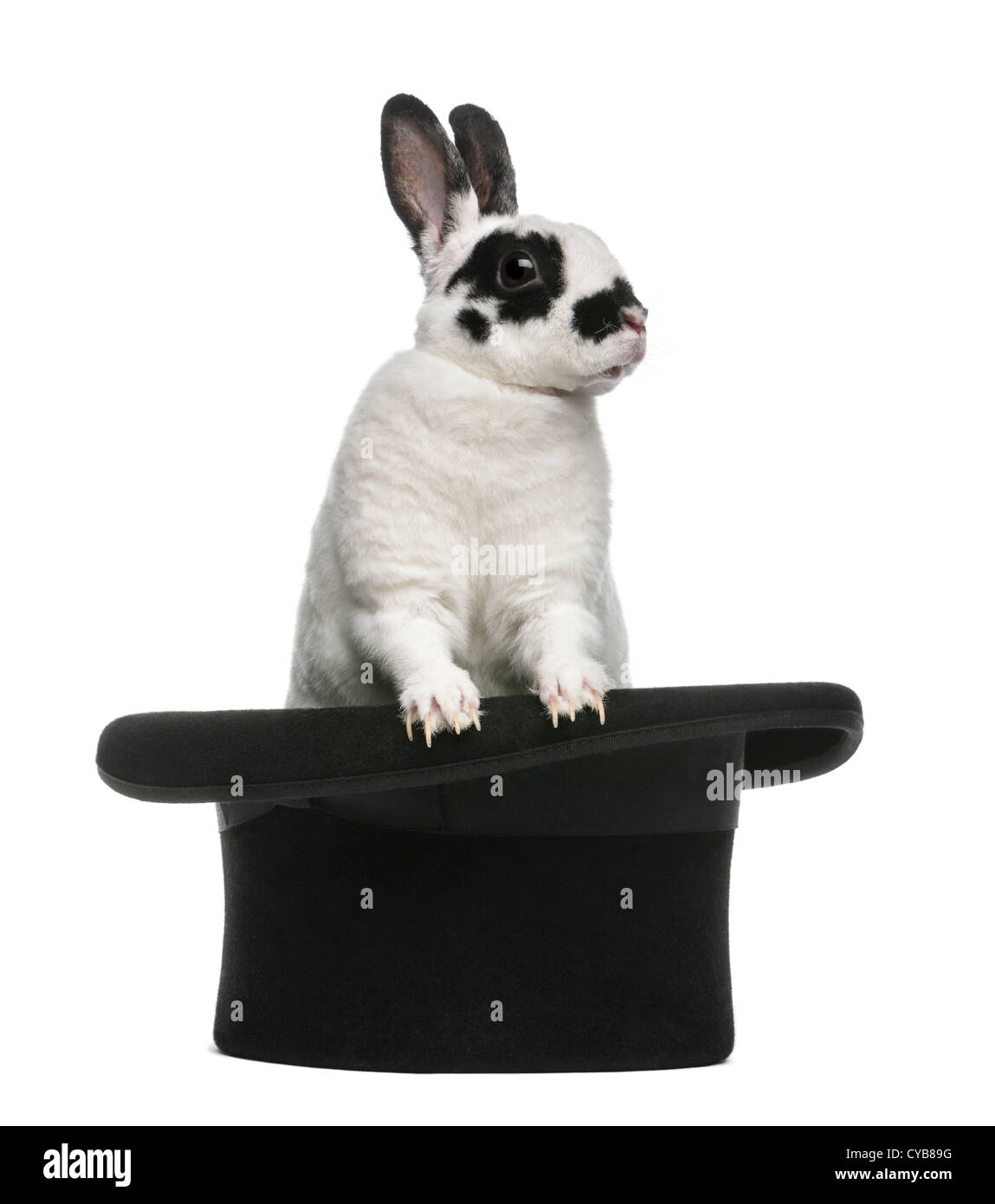 Dalmatian rabbit, Oryctolagus cuniculus, in magician's top hat against ...