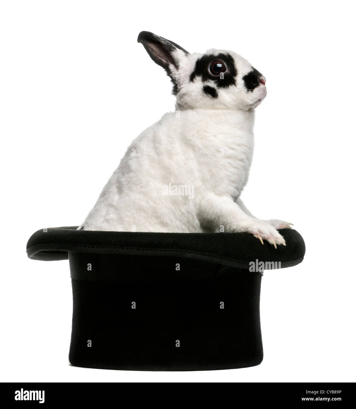 Dalmatian rabbit, Oryctolagus cuniculus, in magician's top hat against ...