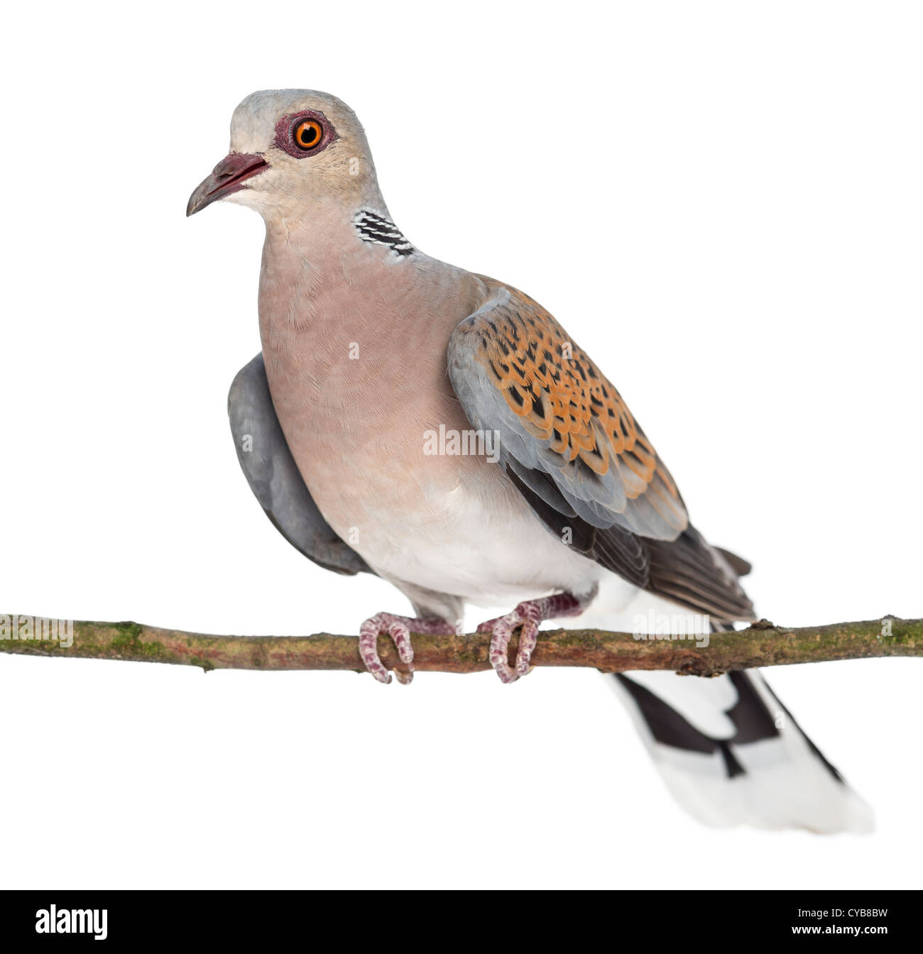 European Turtle Dove, Streptopelia turtur, also known as the Turtle ...