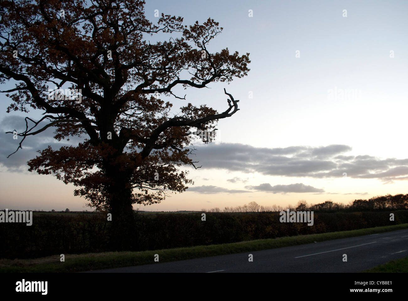 Dark oak tree silhouetted against pale sky with clouds at sunset Stock ...