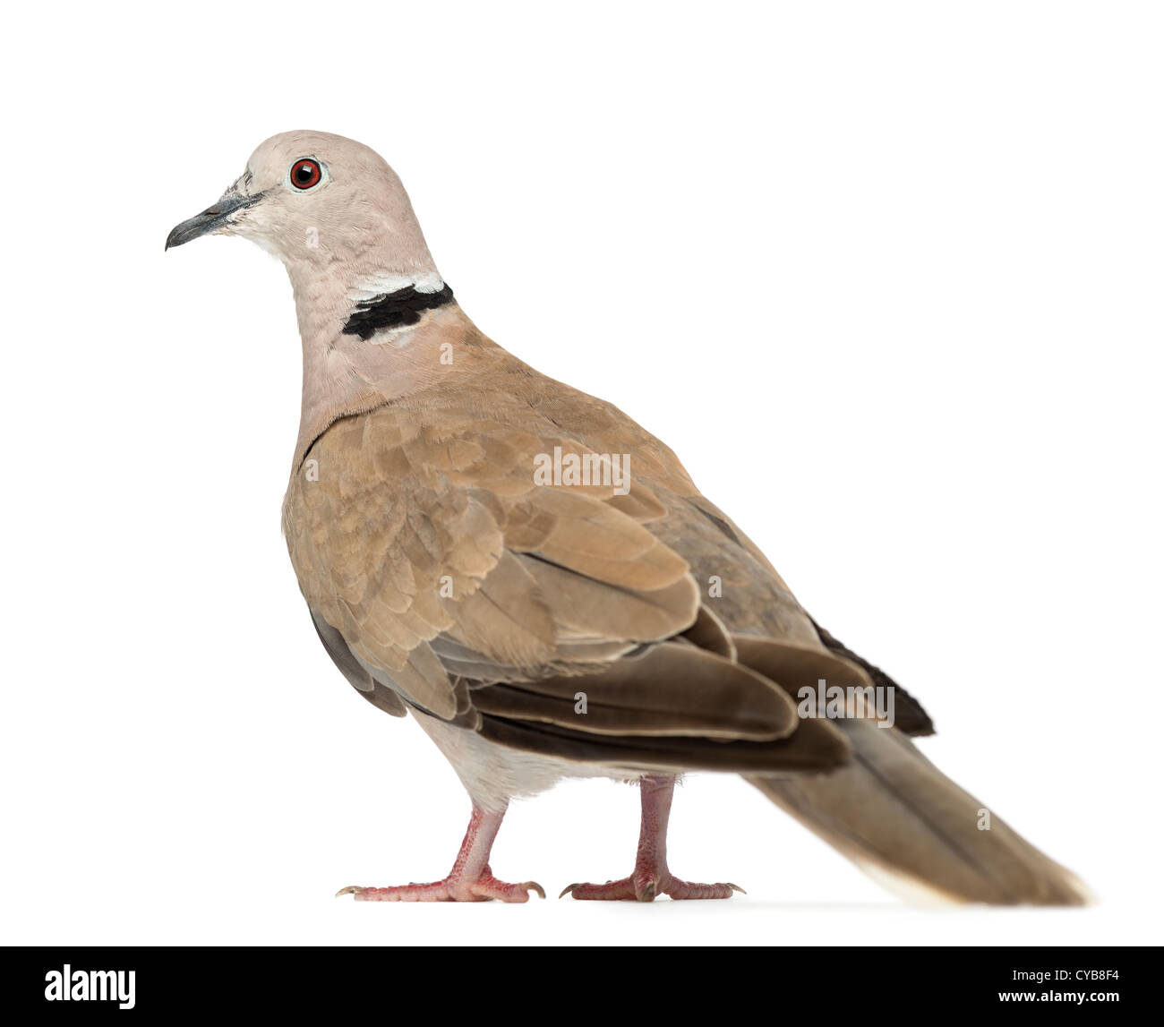 Rear view of an Eurasian Collared Dove, Streptopelia decaocto, against ...