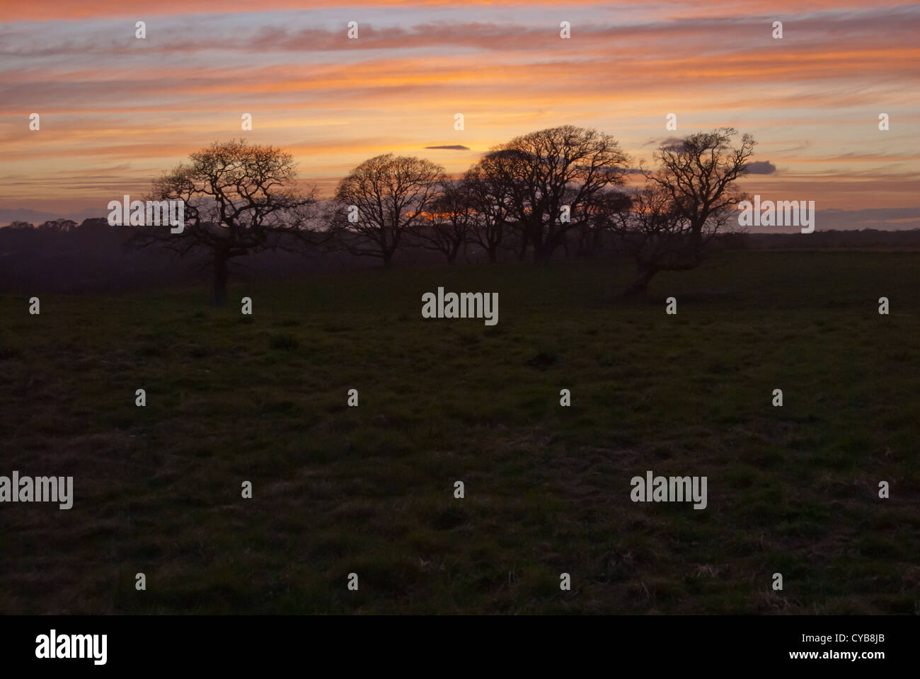 oak trees at sunset Stock Photo - Alamy