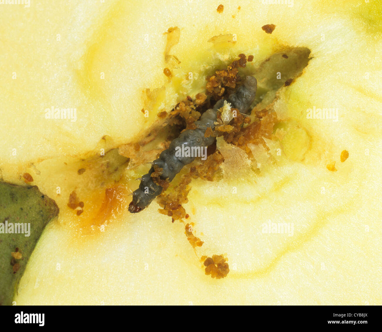 Codling moth (Cydia pomonella) killed by CpGV - mexican Stock Photo - Alamy