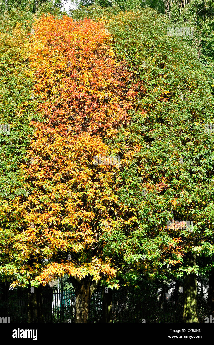 Trees showing autumnal colour changes in their leaves Stock Photo - Alamy