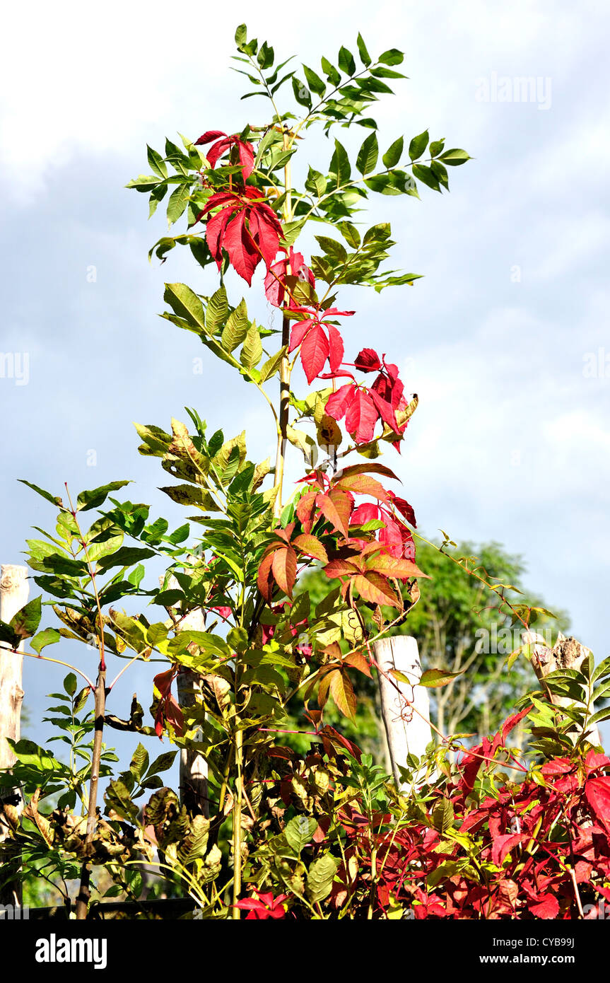 Autumnal colour changes in leaves of tall shrubbery Stock Photo - Alamy