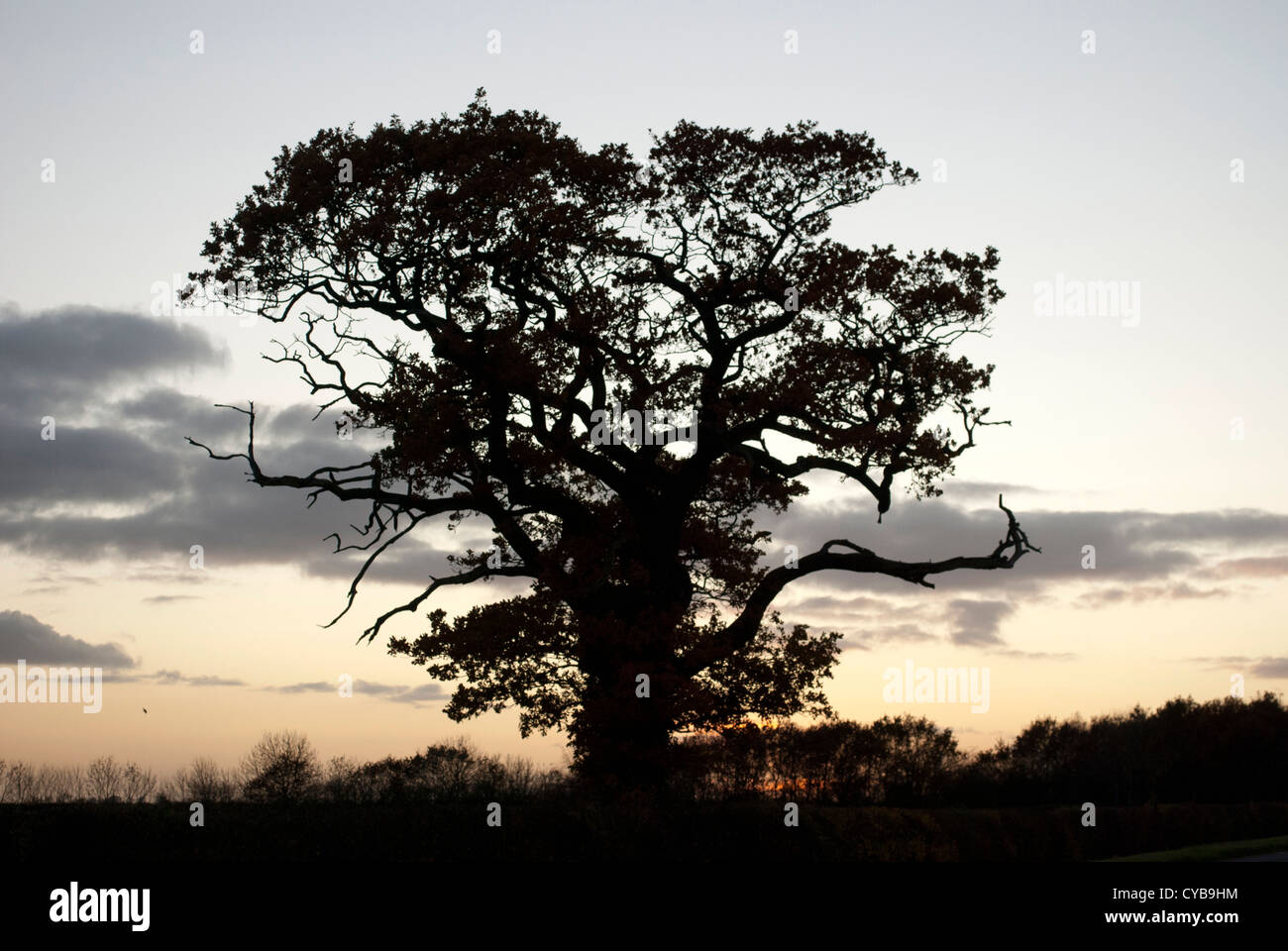 Dark oak tree silhouetted against pale sky with clouds at sunset Stock ...