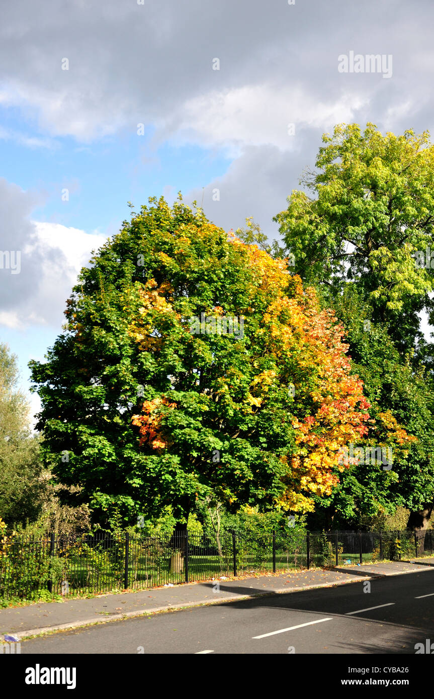Tree with autumn colour hi-res stock photography and images - Alamy