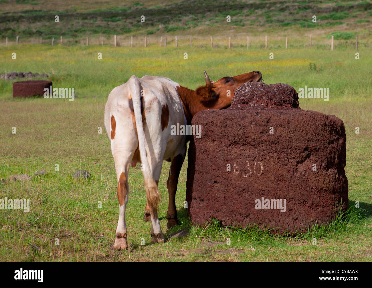 Cow in front of ocean hi-res stock photography and images - Alamy