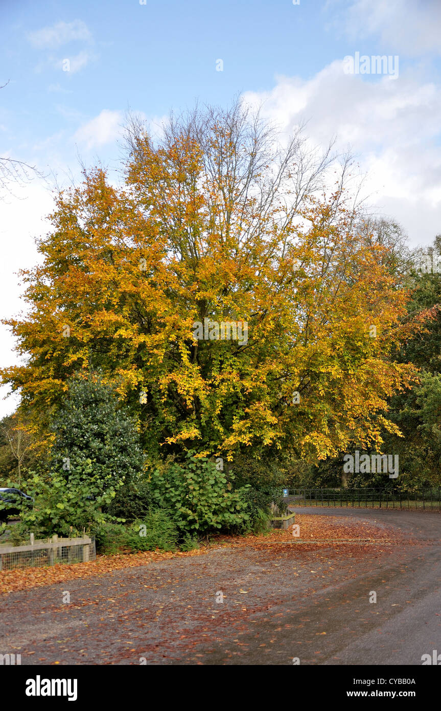 Autumn colour changes in tree leaves Stock Photo - Alamy