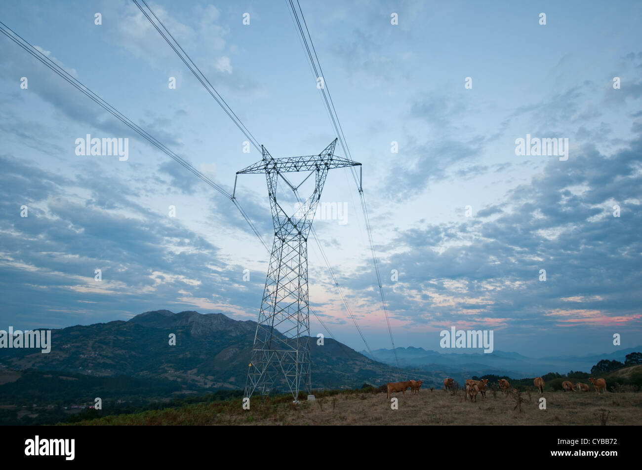 Pylon standing in a field with cattle Stock Photo - Alamy