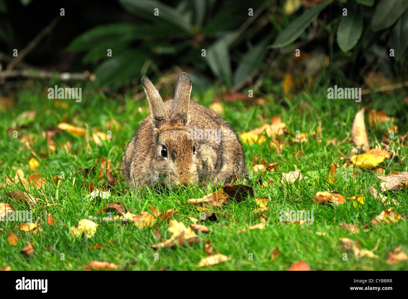 Rabbit grazing hi-res stock photography and images - Alamy