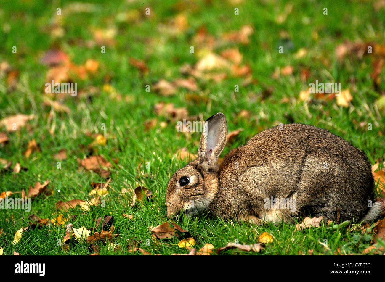 Wild brown rabbit grazing Stock Photo - Alamy