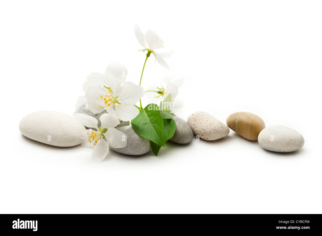 Fresh apple tree flowers Cut Out Stock Images & Pictures - Alamy