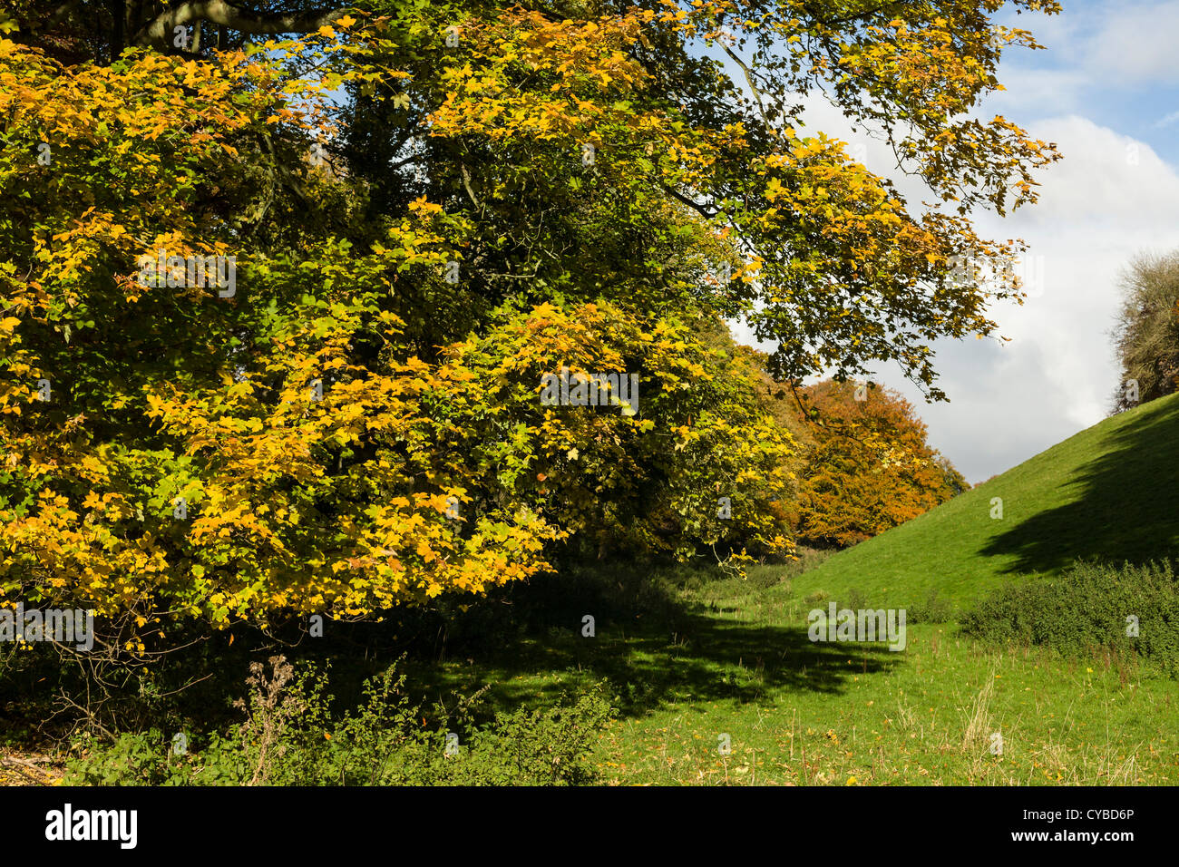 Sycamore Maple tree in Autumn near Seldmere, East Yorkshire, England ...