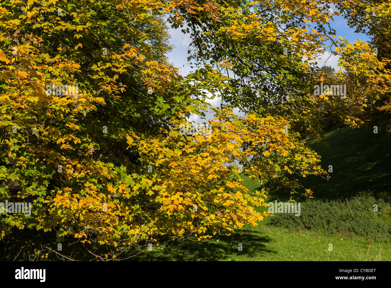 Sycamore Maple tree in Autumn near Seldmere, East Yorkshire, England ...