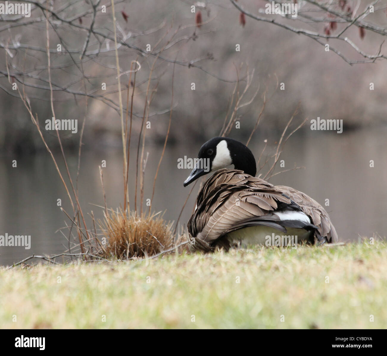 Preening Canada goose sitting by a tuft of grass Stock Photo - Alamy
