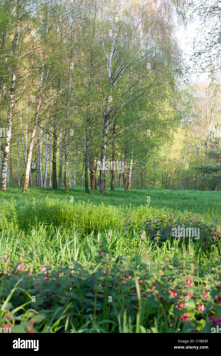 spring landscape with birch trees and sunshine Stock Photo - Alamy