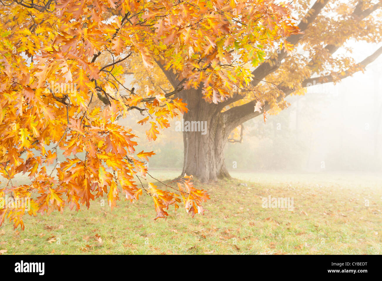 Bright yellow oak in a foggy haze Stock Photo - Alamy