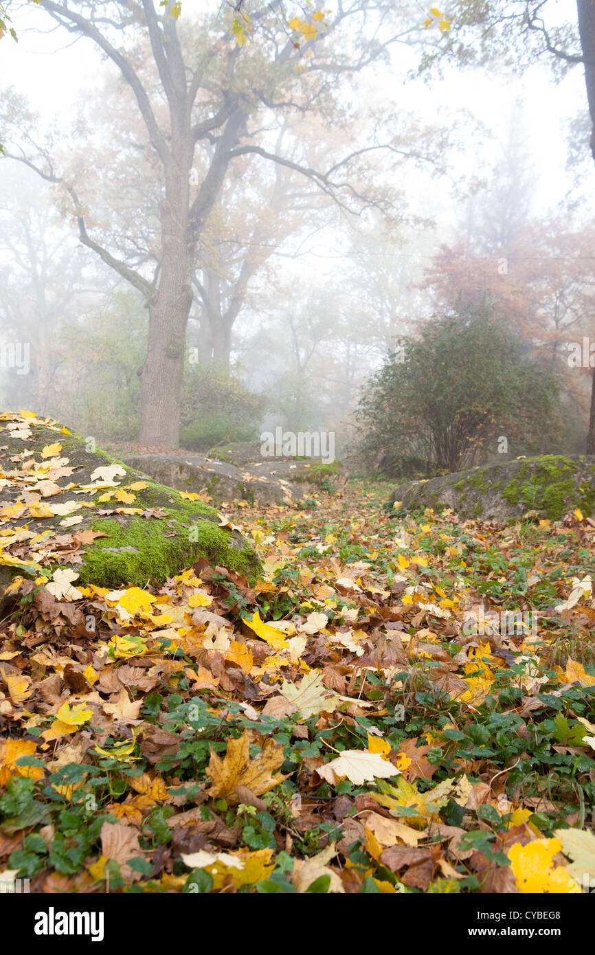 Autumn oak leaf line hi-res stock photography and images - Alamy