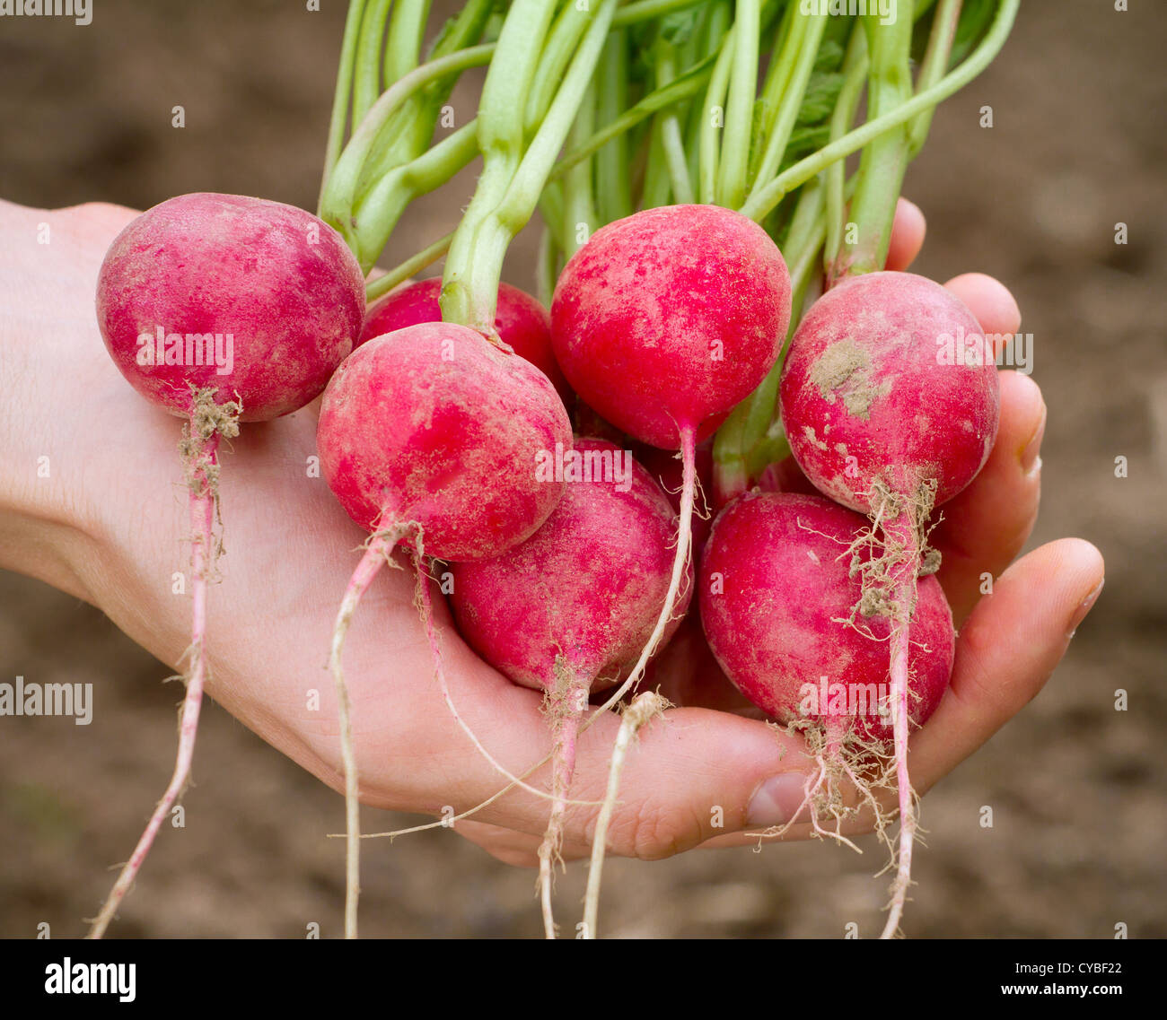 Fresh organic radish in woman's hand Stock Photo - Alamy