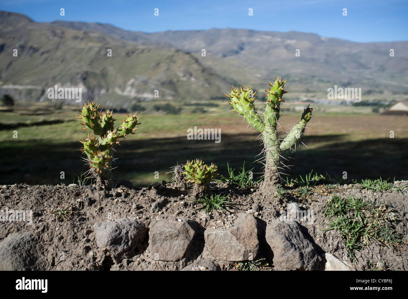 Cactus plant planted on top of walls. The Colca Valley. Peru Stock ...