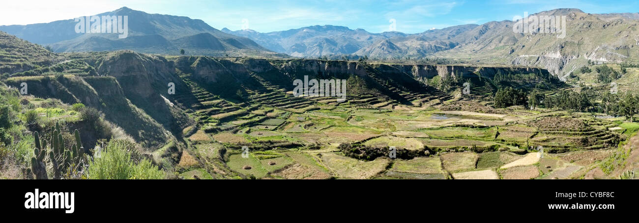 Inca terraces in the The Colca Valley. Peru Stock Photo - Alamy