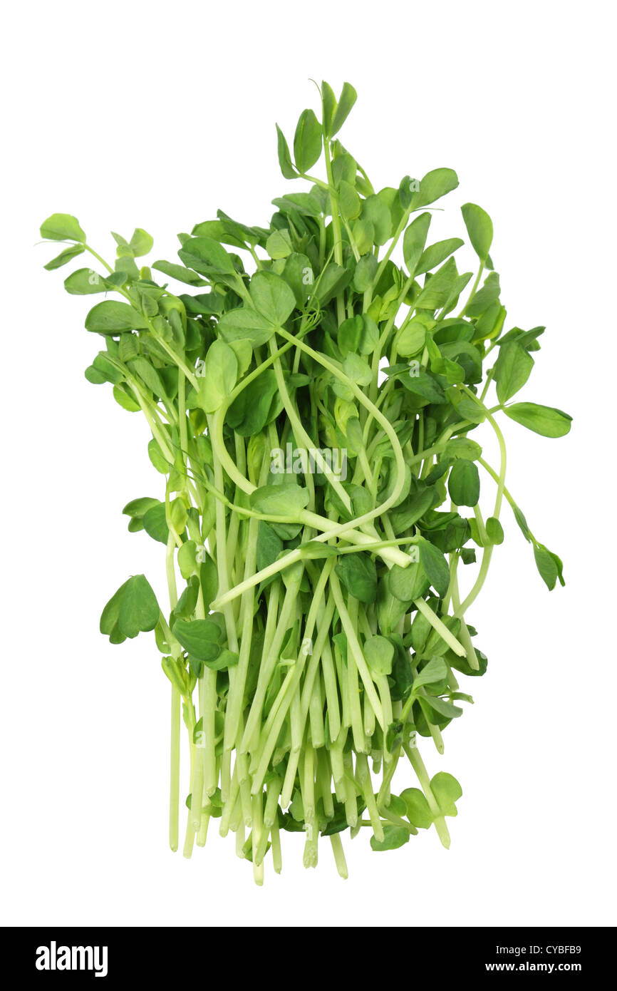 Snow Pea Sprouts Stock Photo - Alamy