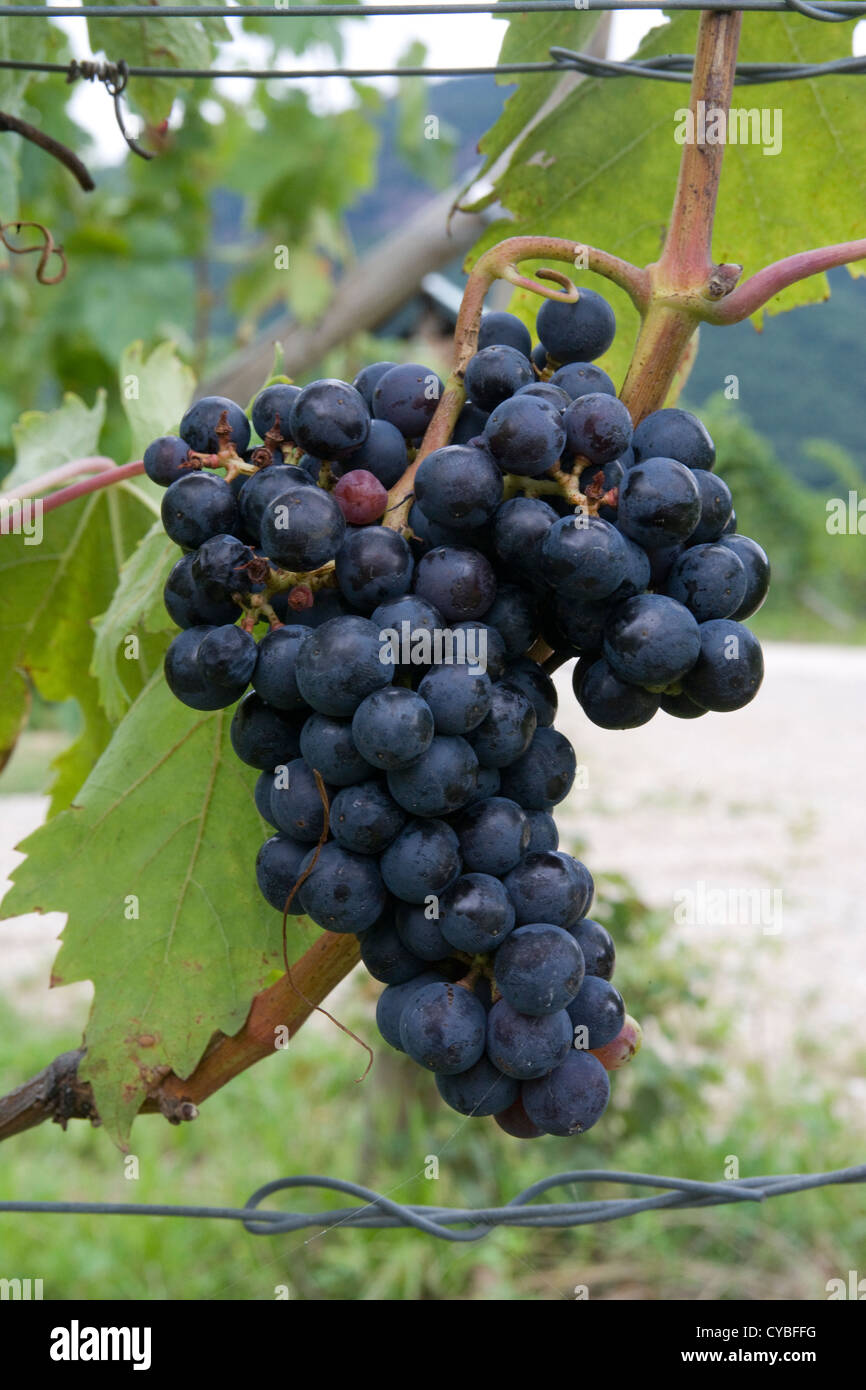 Pinot noir grapes hi-res stock photography and images - Alamy