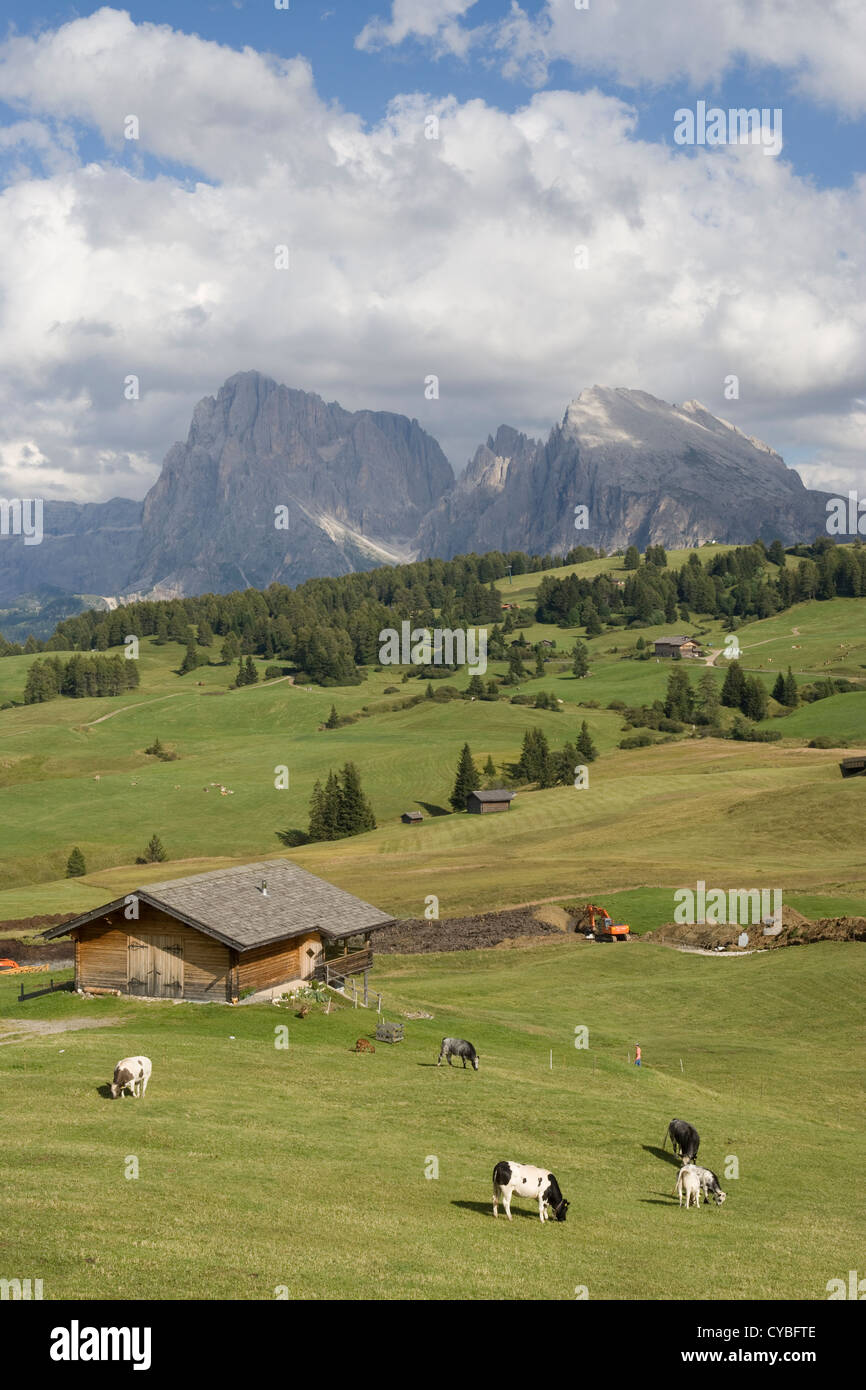 Alpe di Siusi - wildflower meadows around Compatsch Stock Photo - Alamy