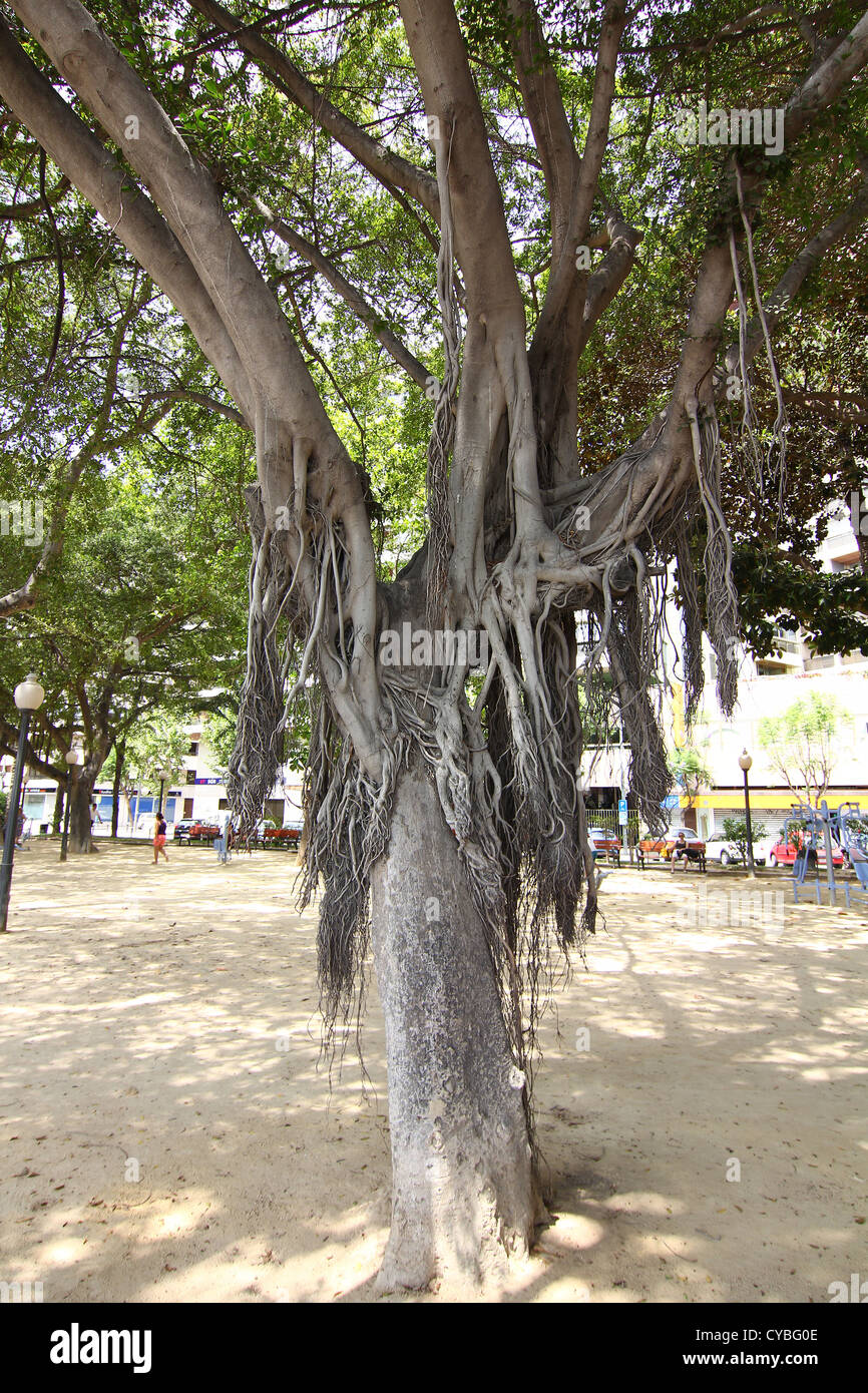 impressive ficus tree trunk Stock Photo - Alamy