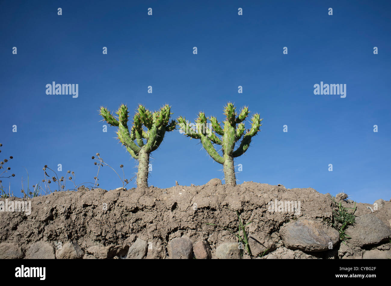 Planted wall hi-res stock photography and images - Alamy