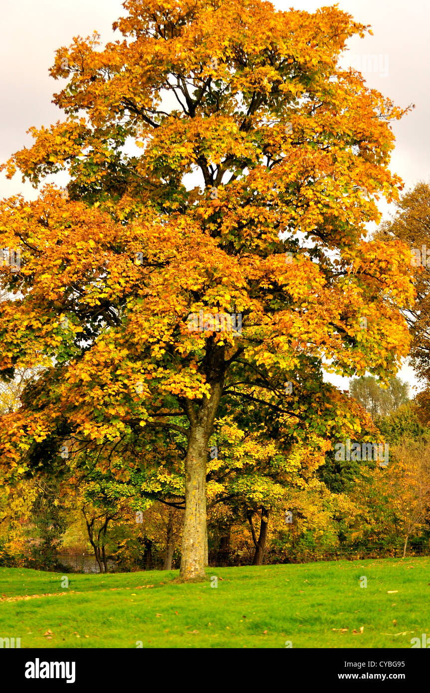 Tree in Debdale Park, Gorton, Manchester showing autumnal colour ...