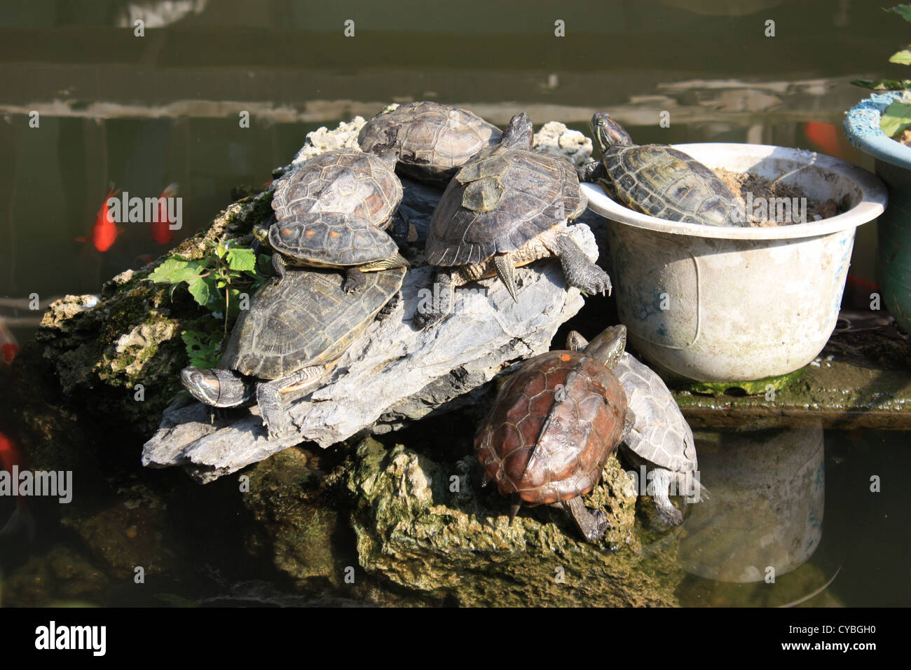 Turtles at Yuelu Temple, Changsha,, Hunan Stock Photo - Alamy