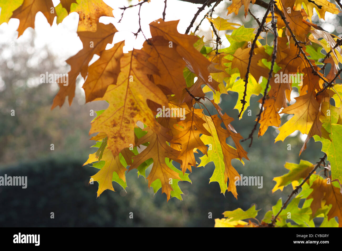 Detail of Autumnal colours in deciduous trees, Claygate, Surrey, UK ...