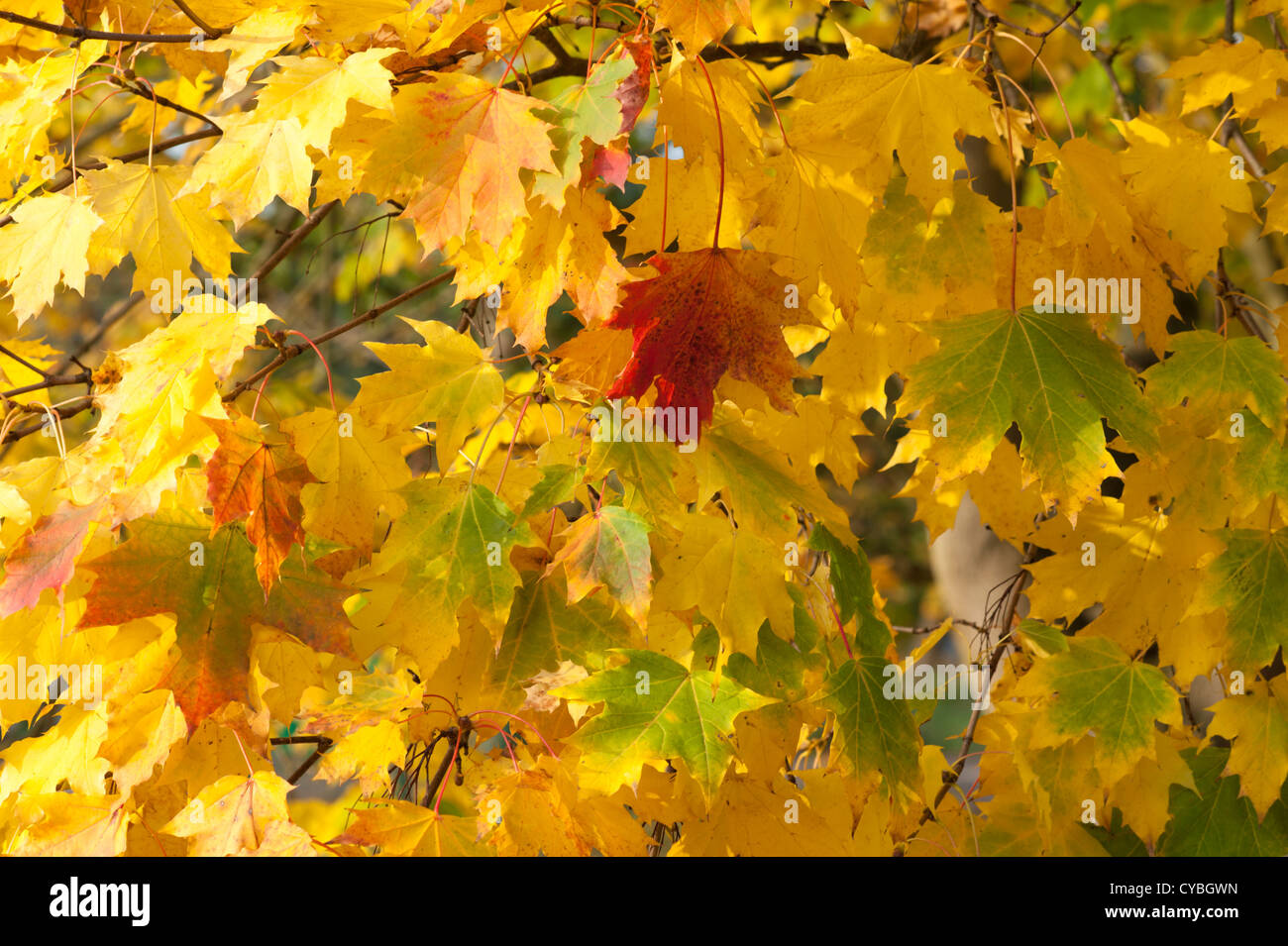 Autumnal colours in deciduous trees, Claygate, Esher, Surrey, UK ...