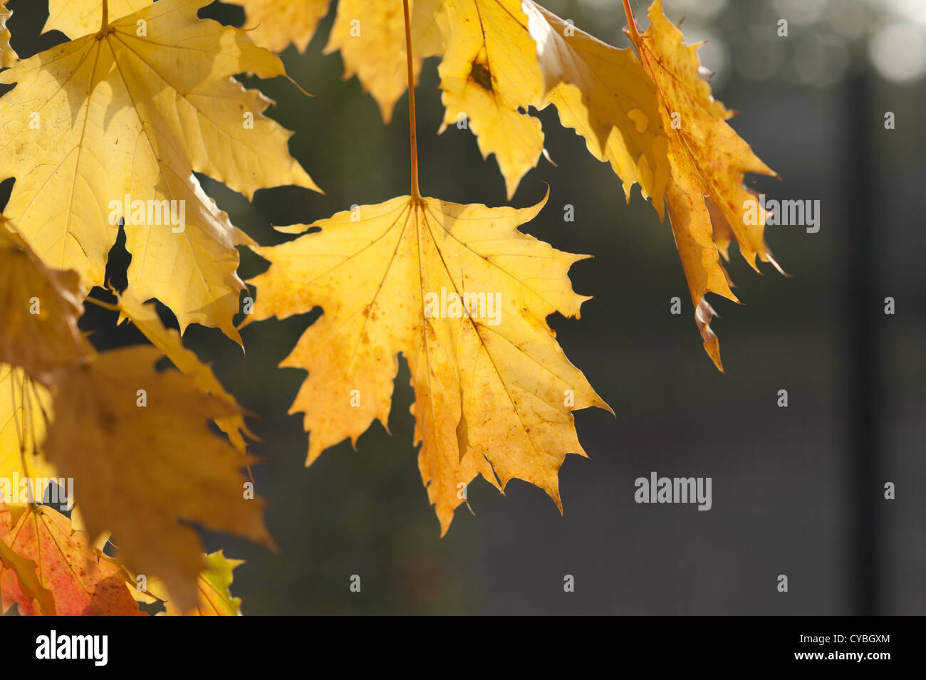 Detail of Autumnal colours in deciduous trees, Claygate, Surrey, UK ...