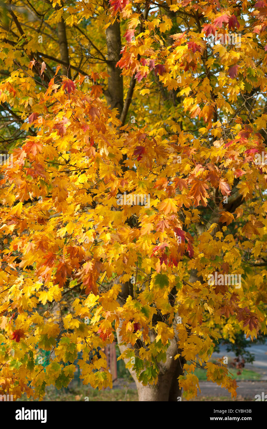 Autumnal colours in deciduous trees, Claygate, Esher, Surrey, UK ...