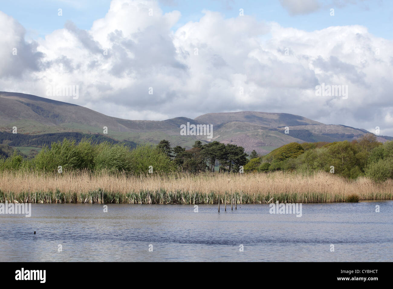 Lagoon on the Ynys-Hir RSPB nature reserve, Mid Wales, May 2012 Stock ...