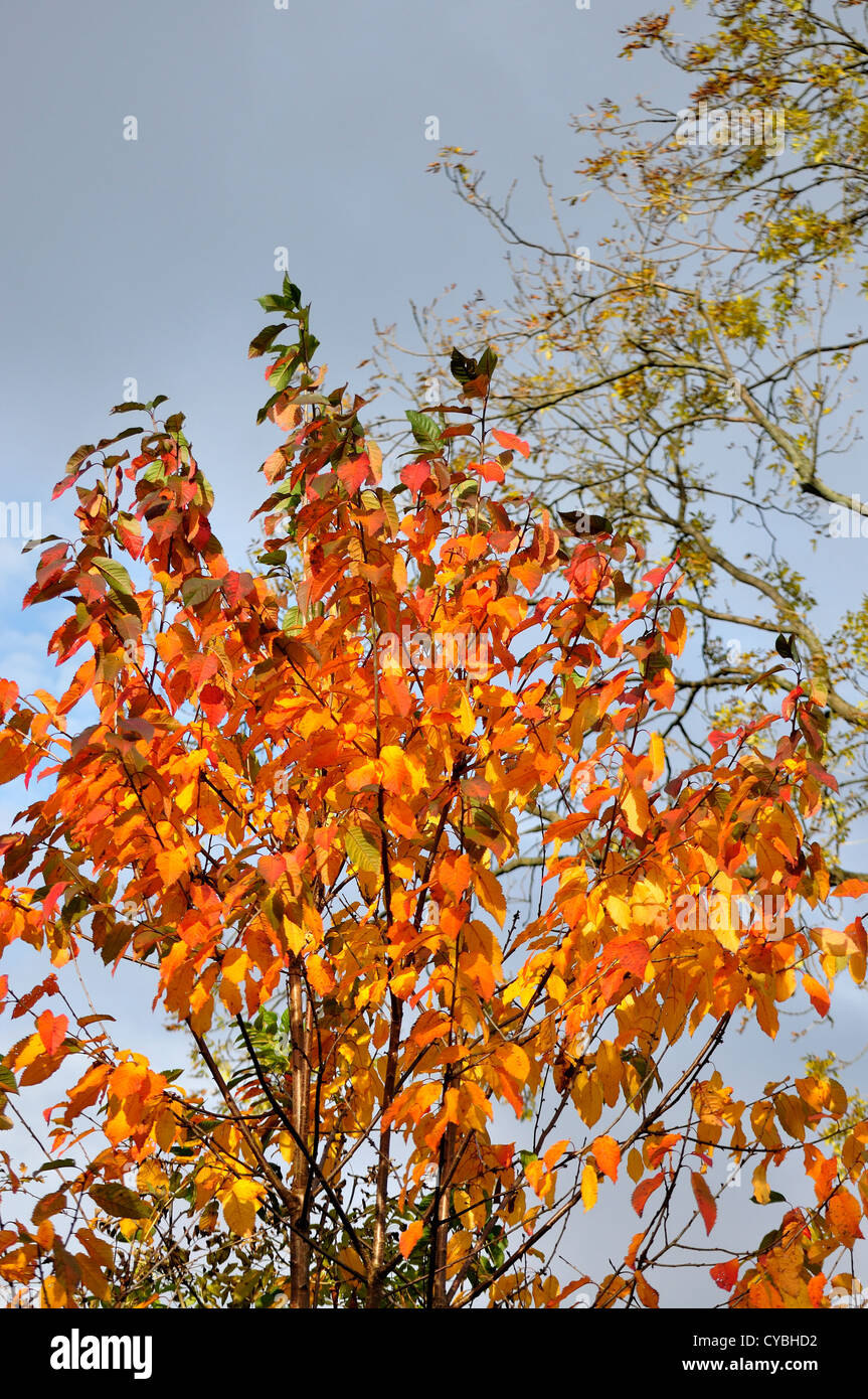 A fan shaped arc of branches with leaves changing colour in autumn ...