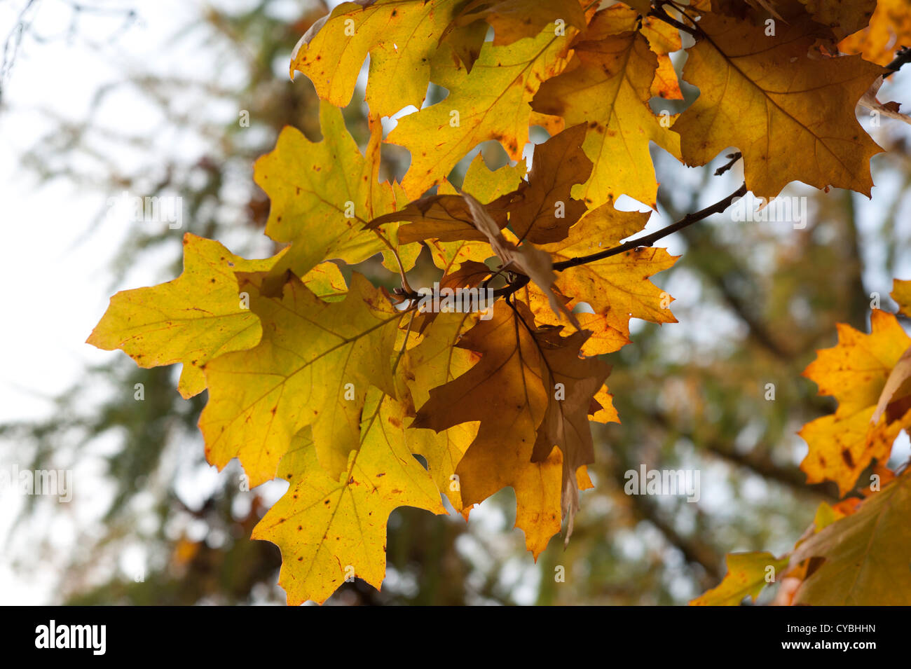 Detail of Autumnal colours in deciduous trees, Claygate, Surrey, UK ...