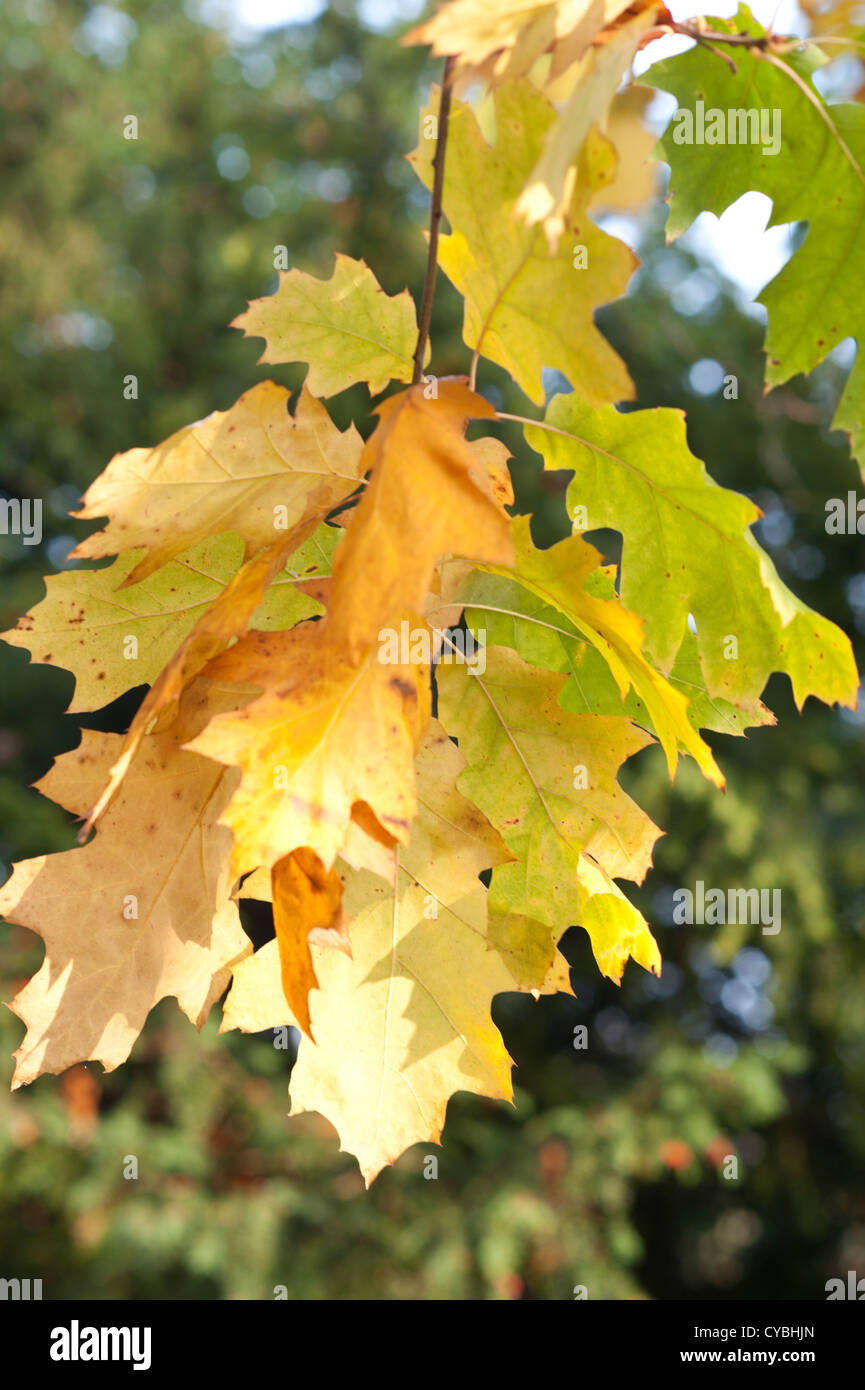 Striking change in colour for the leaves of deciduous trees hi-res ...