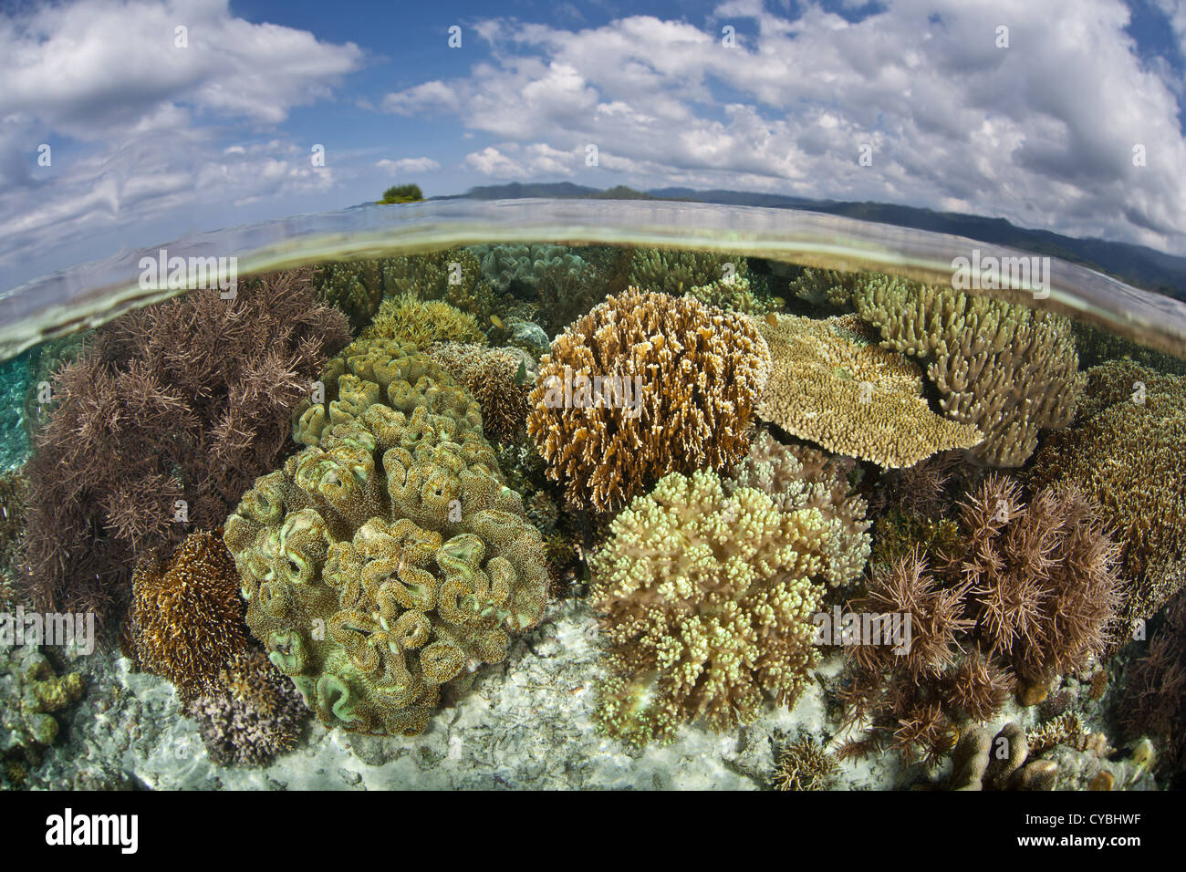 A diverse set of hard and soft coral colonies compete for space to grow ...