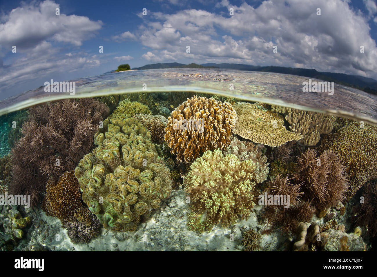 A diverse set of hard and soft coral colonies compete for space to grow ...