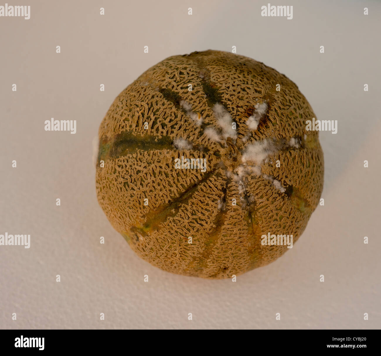 An over ripe melon with fungus Stock Photo - Alamy
