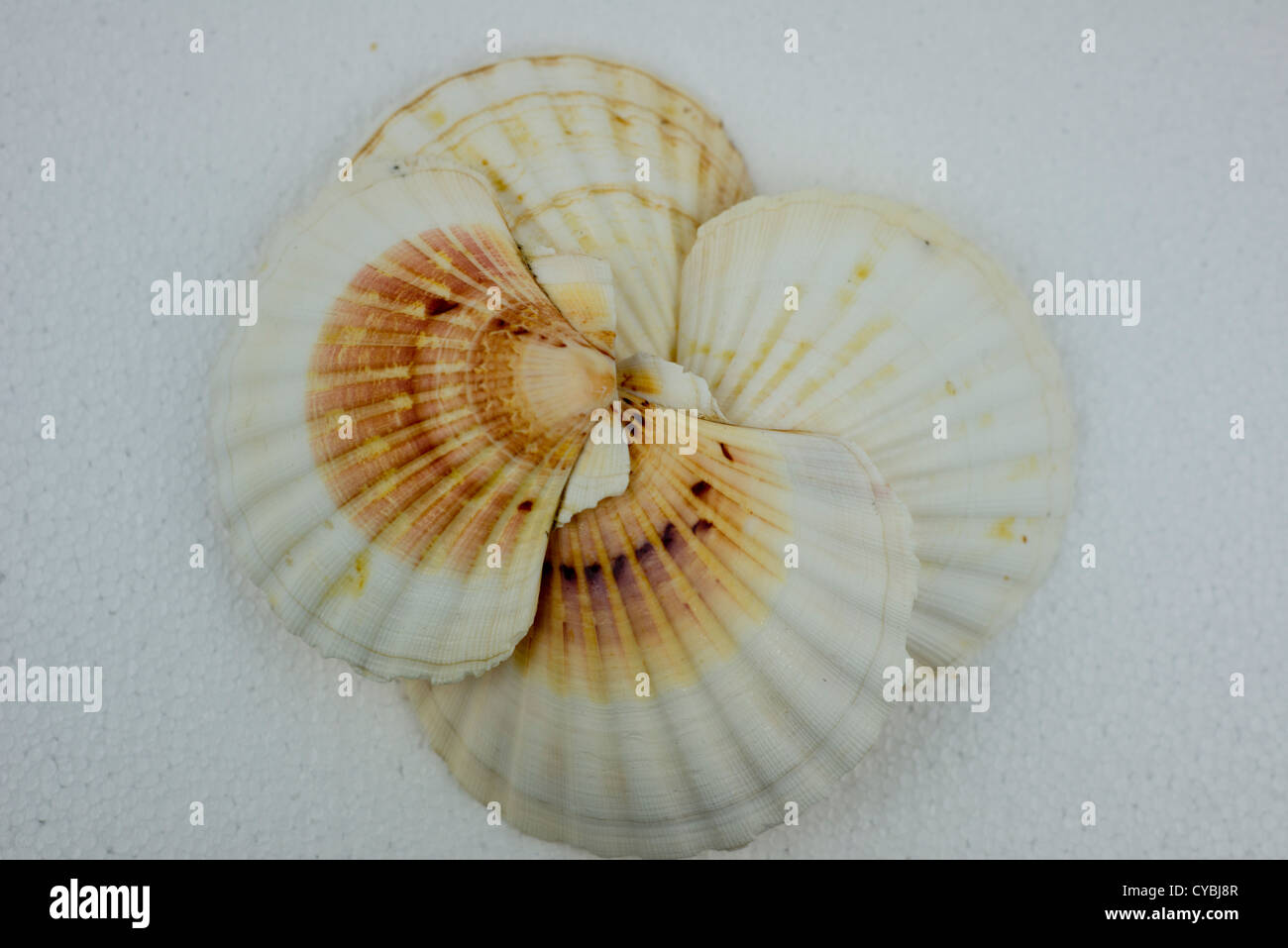 scallop shell in a circle Stock Photo - Alamy