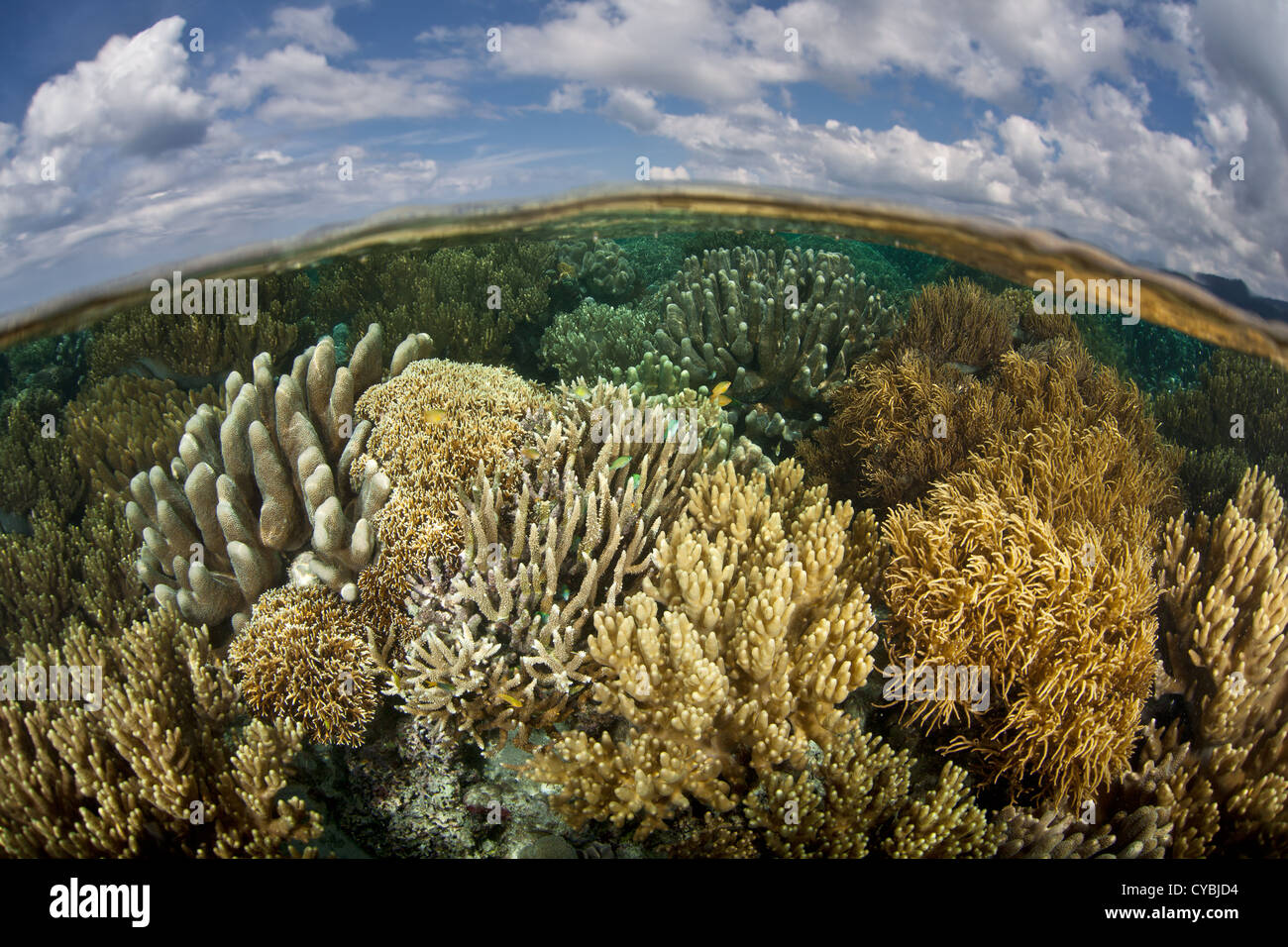 A diverse set of hard and soft coral colonies compete for space to grow ...
