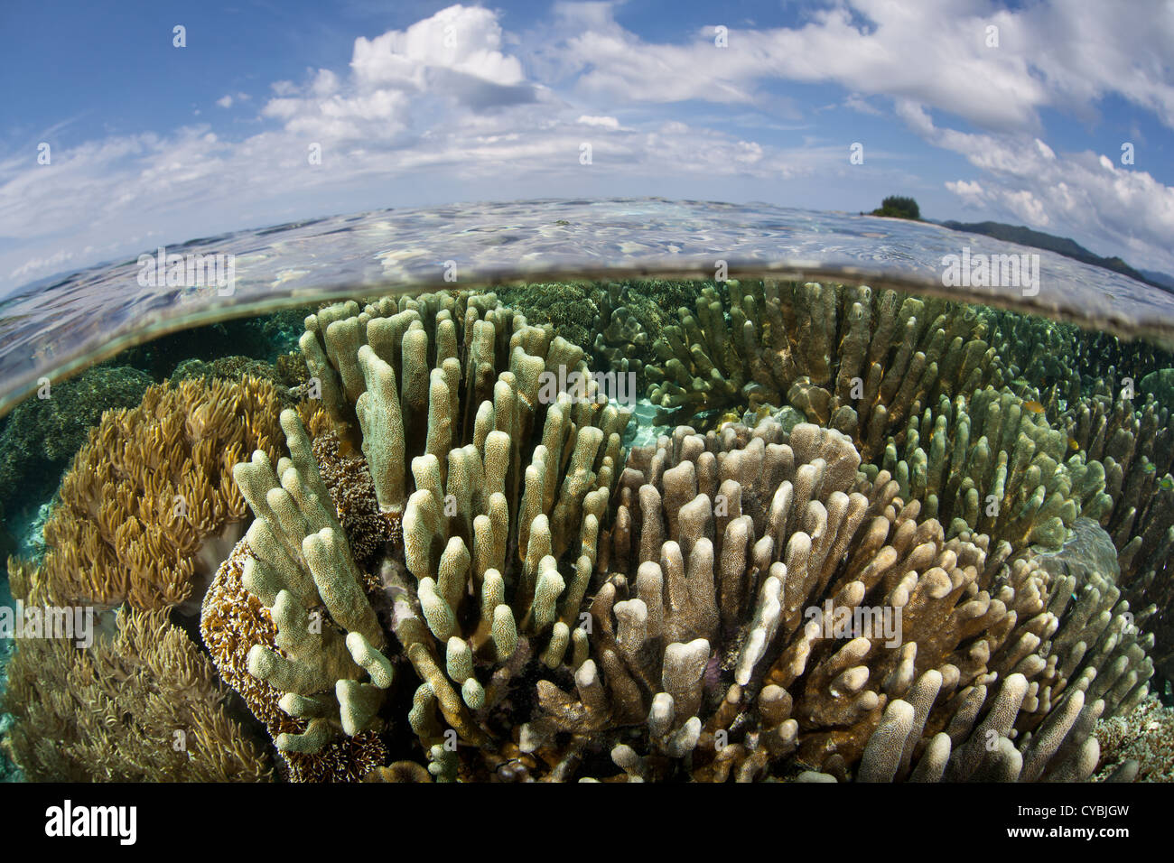 Clouds of reef fish over healthy coral reef hi-res stock photography ...