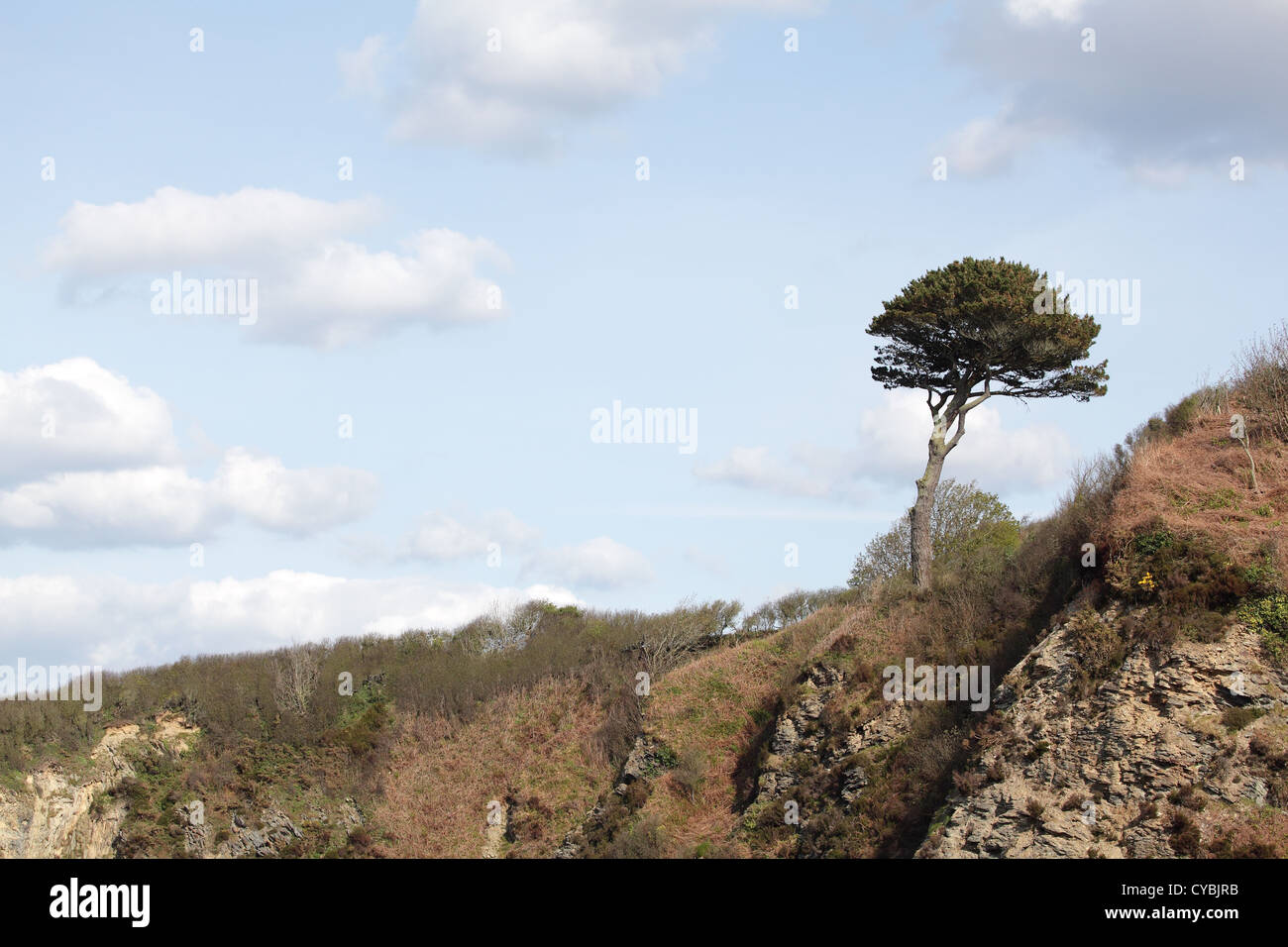 Wind blown tree hi-res stock photography and images - Alamy