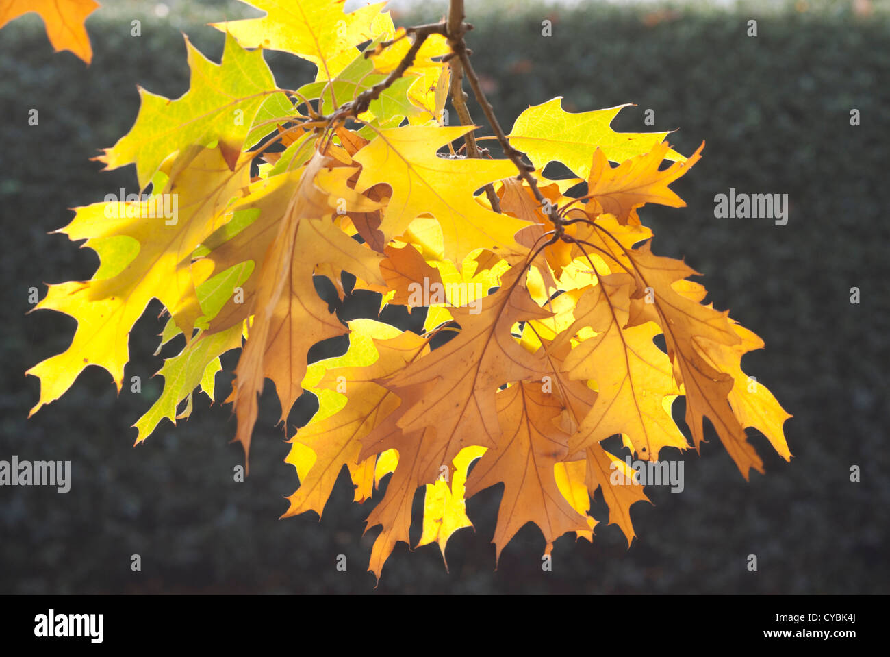 Striking change in colour for the leaves of deciduous trees hi-res ...