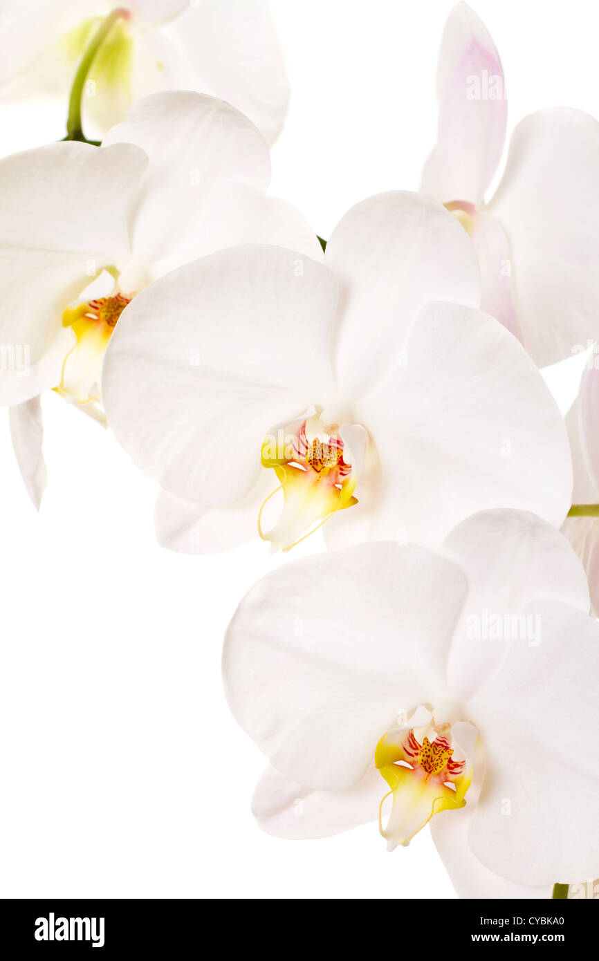 Beautiful white orchid flower hi-res stock photography and images - Alamy
